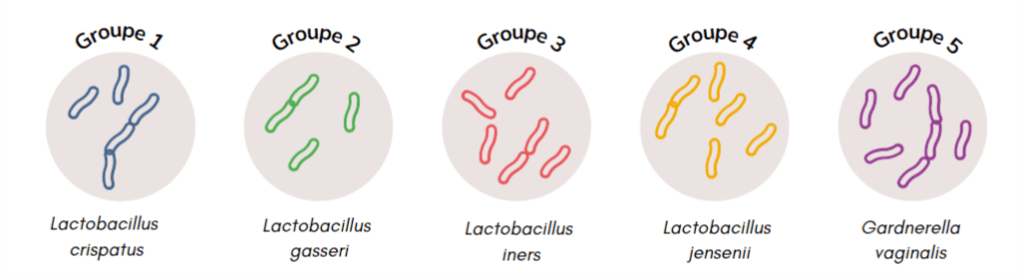 Le microbiote vaginal au cours de la vie - Codifra